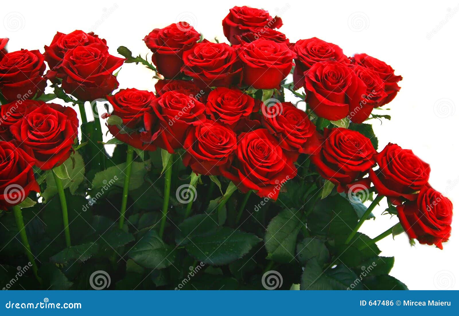 Ramo rojo de Rose foto de archivo. Imagen de boda, vida - 647486