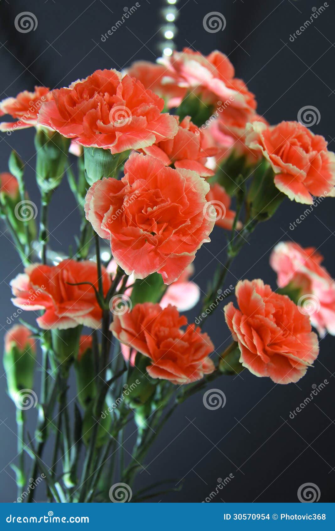 Ramo rojo del clavel foto de archivo. Imagen de detalle - 30570954