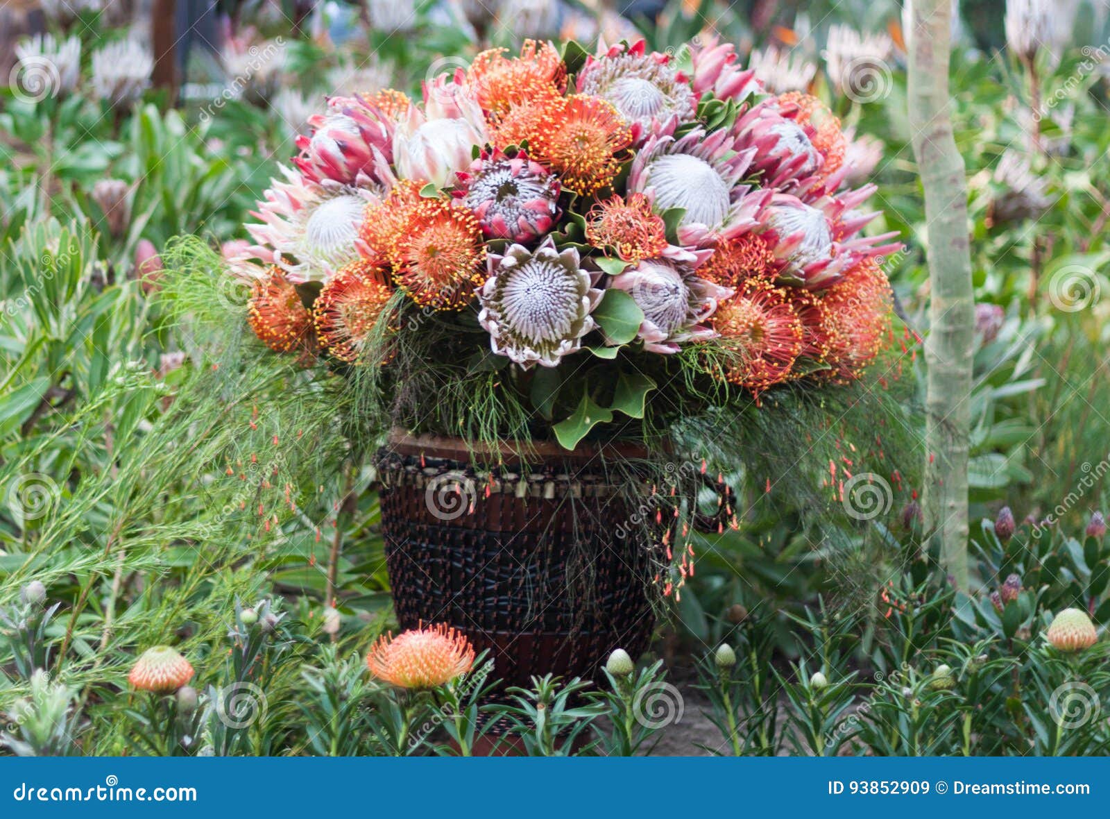 Ramo Rosado De La Flor Del Rey Imagen de archivo - Imagen de hermoso ...