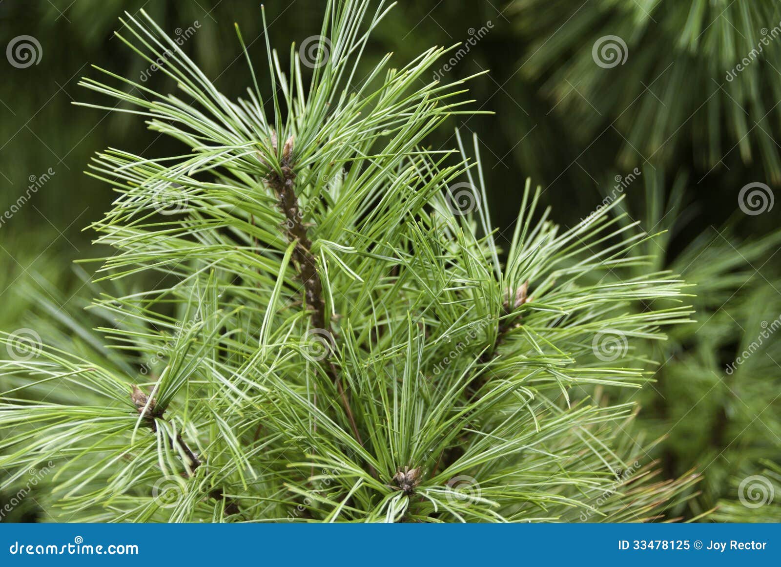 Ramo sempreverde immagine stock. Immagine di aperto, aghi - 33478125