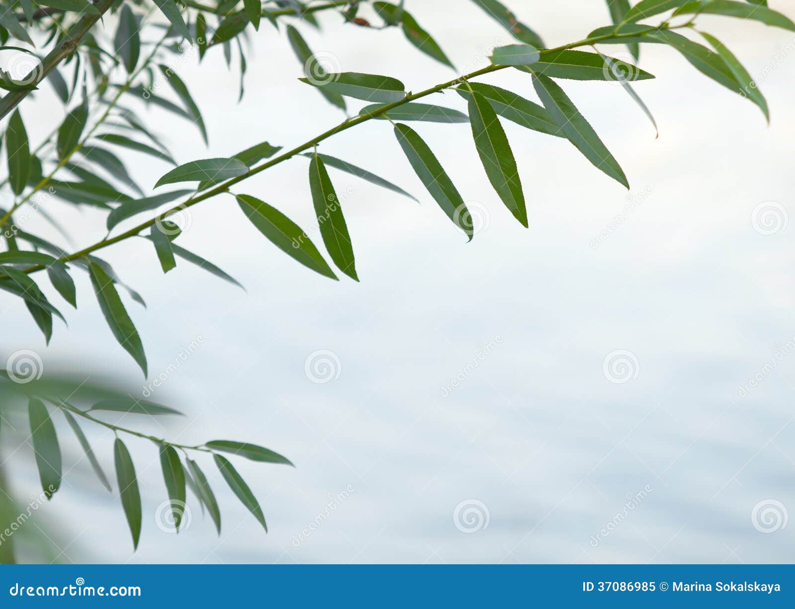 Ramo verde del salice immagine stock. Immagine di particolare - 37086985