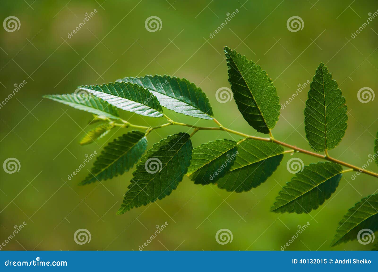 Ramo verde do olmo imagem de stock. Imagem de brilhante - 40132015