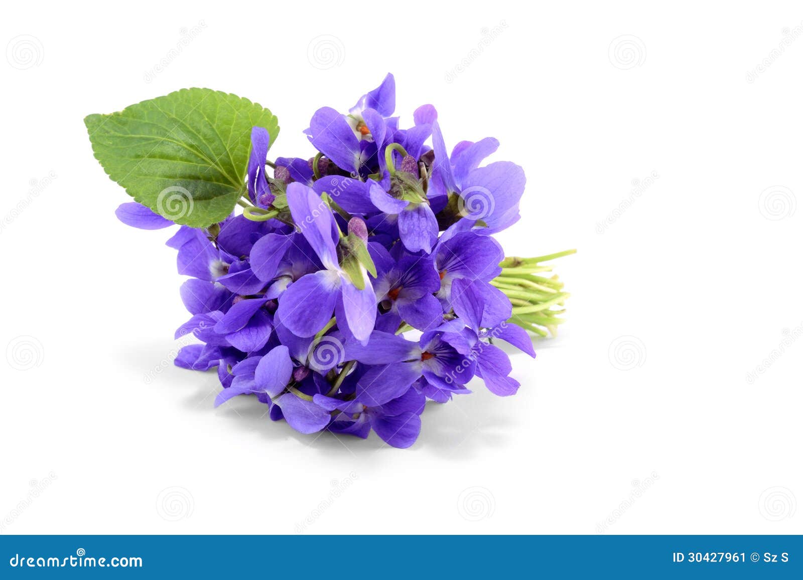 Ramo violeta en blanco imagen de archivo. Imagen de planta - 30427961