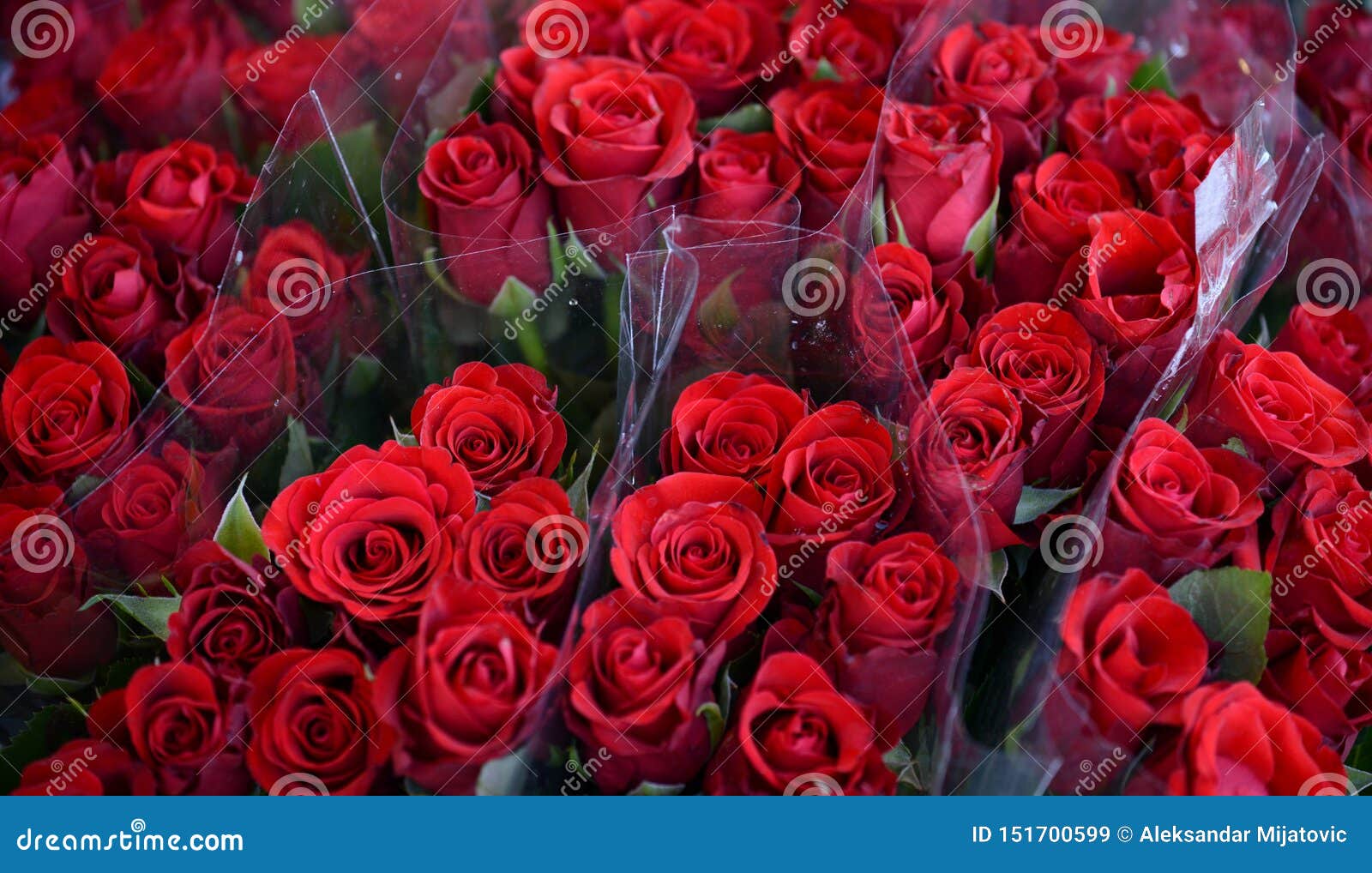 Ramos de rosas hermosas imagen de archivo. Imagen de amante - 151700599