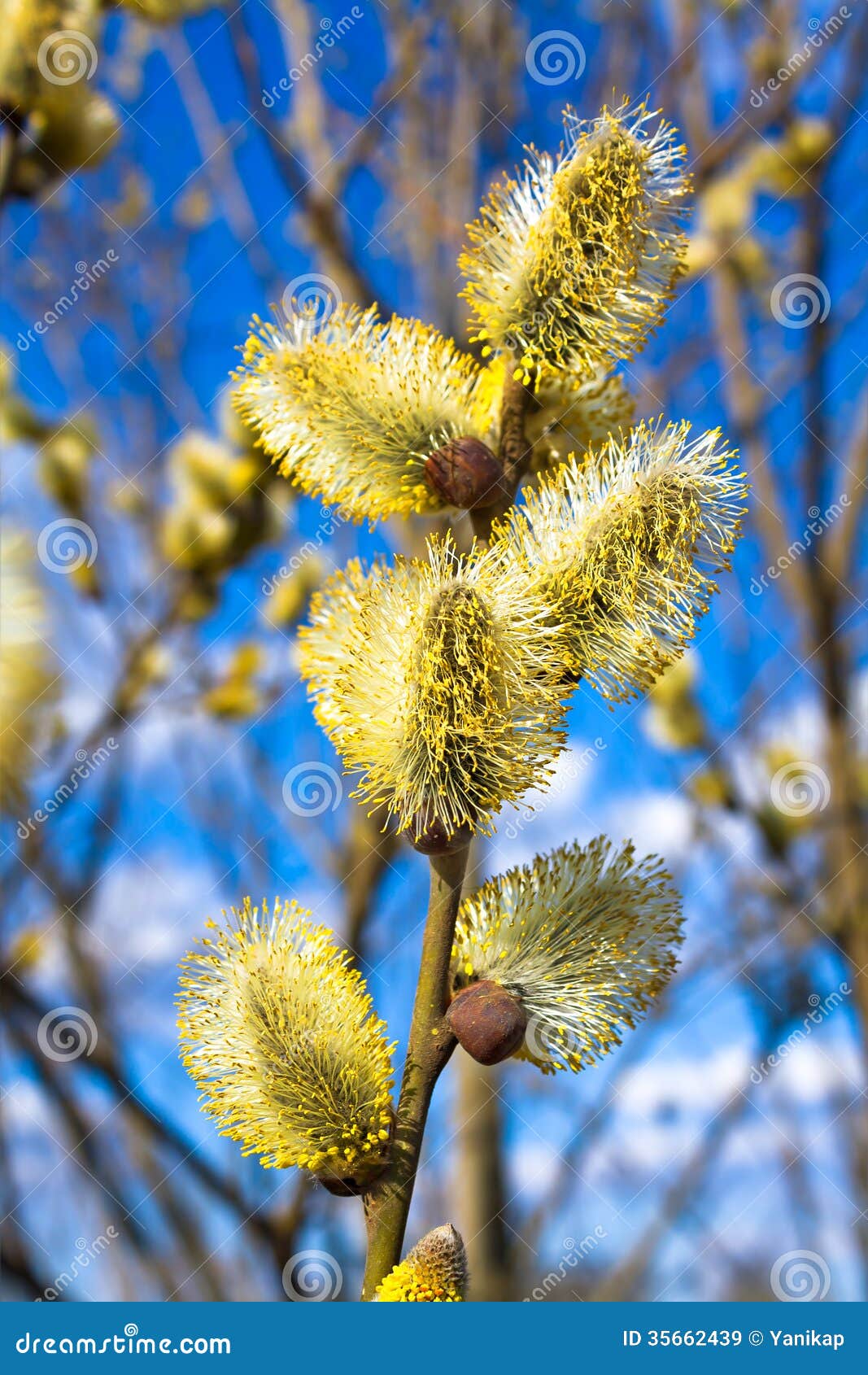 Ramos De Uma Flor Do Salgueiro Na Primavera Imagem de Stock - Imagem de ...