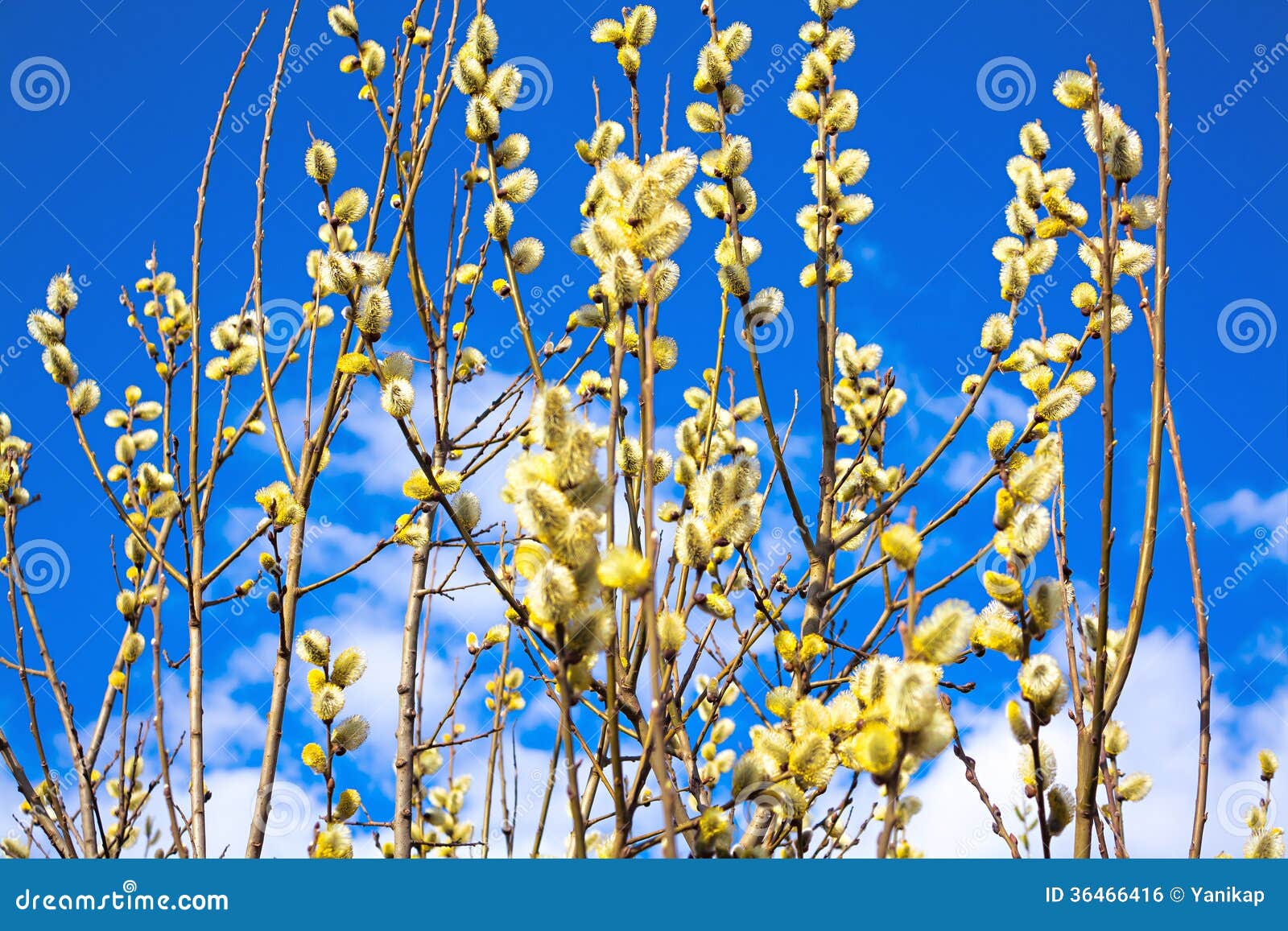Ramos De Uma Flor Do Salgueiro Na Primavera Foto de Stock - Imagem de ...