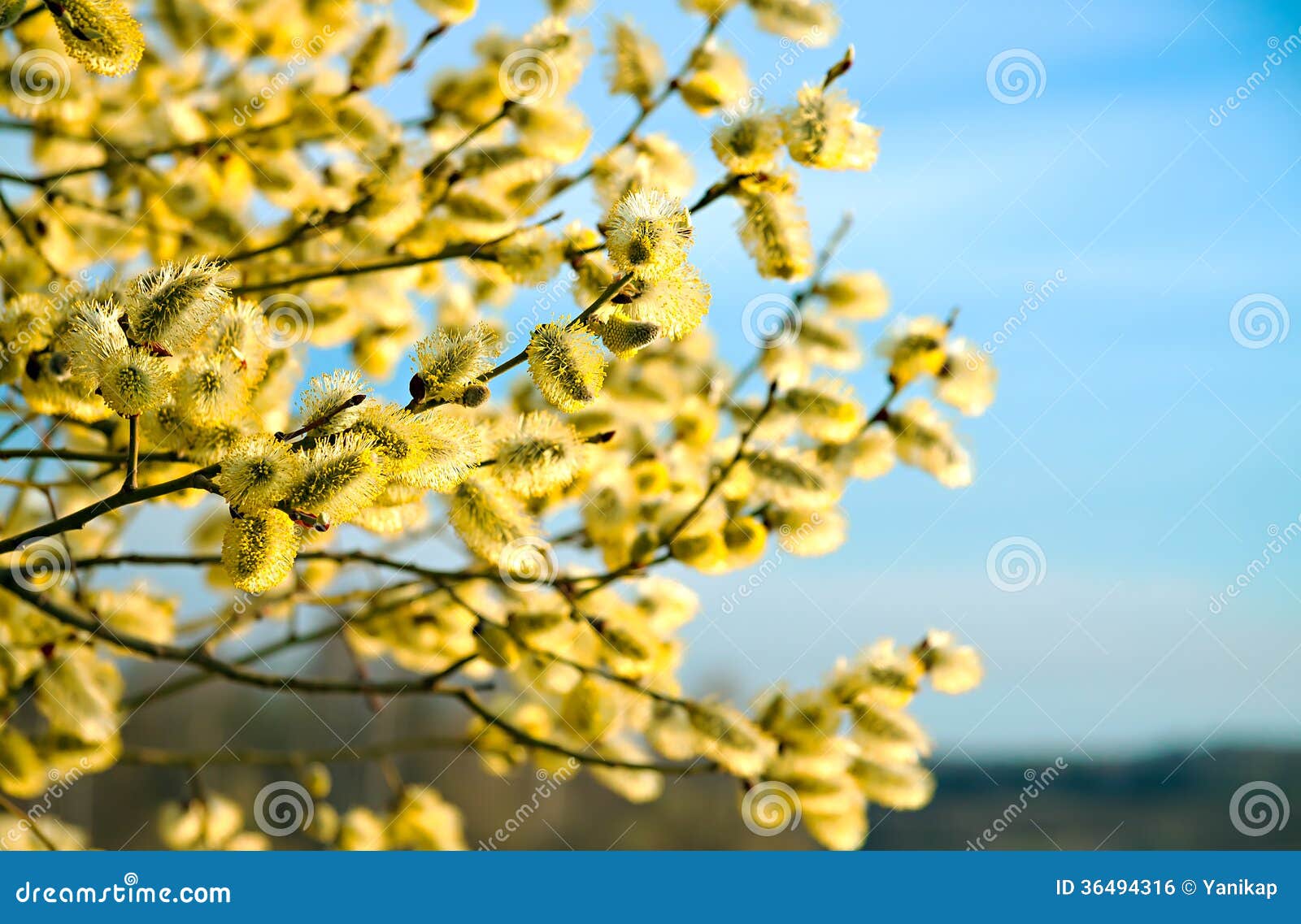 Ramos De Uma Flor Do Salgueiro Na Primavera Foto de Stock - Imagem de ...