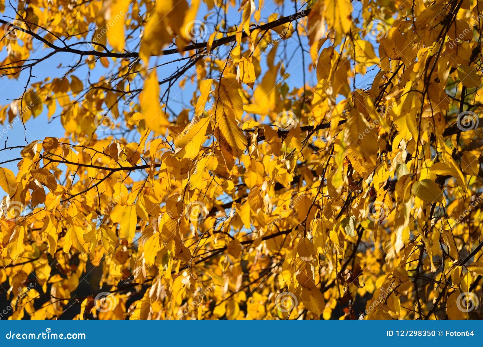 Ramos Do Olmo Com Folhas Amarelas Autumn Abstract Foto de Stock ...