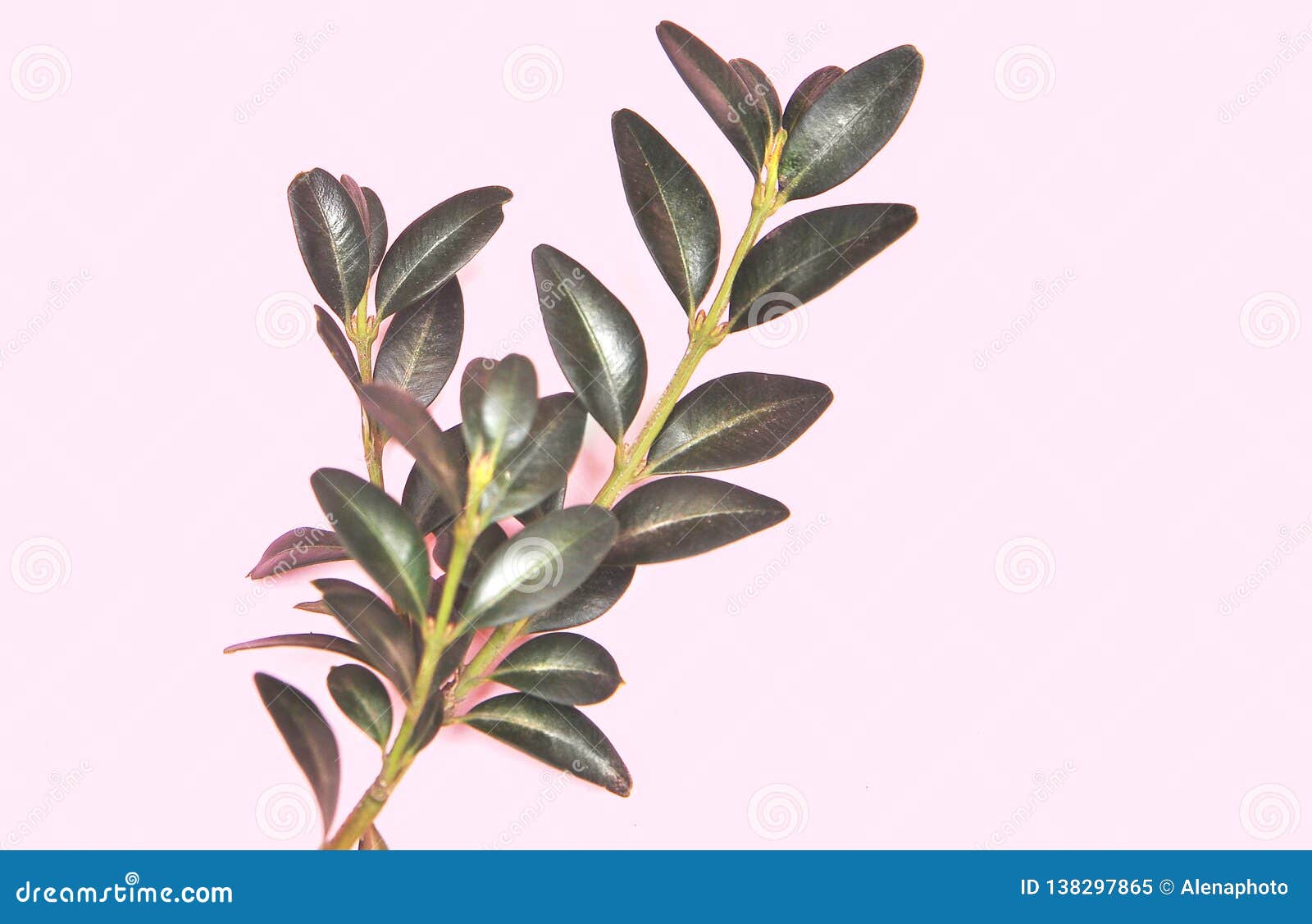 Ramos Verdes No Fundo Cor-de-rosa Imagem de Stock - Imagem de arte ...