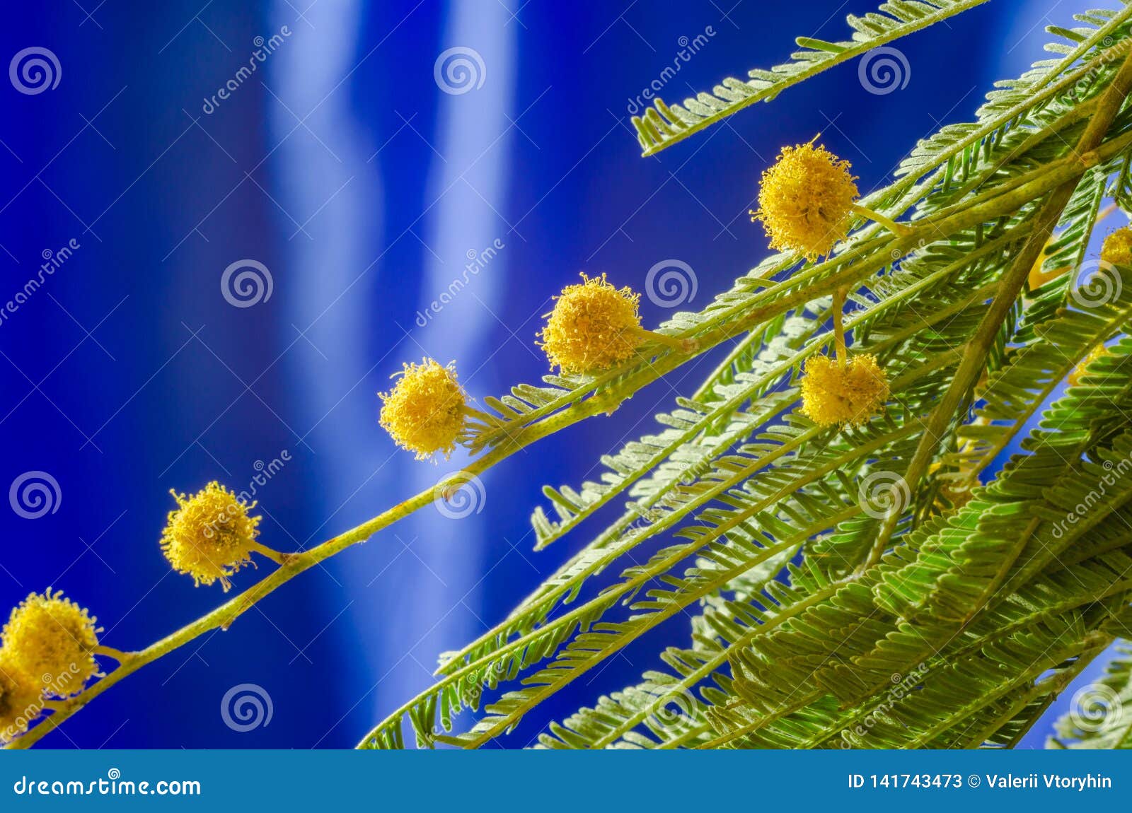 Ramoscelli Del Fiore Della Mimosa Su Fondo Blu Immagine Stock ...