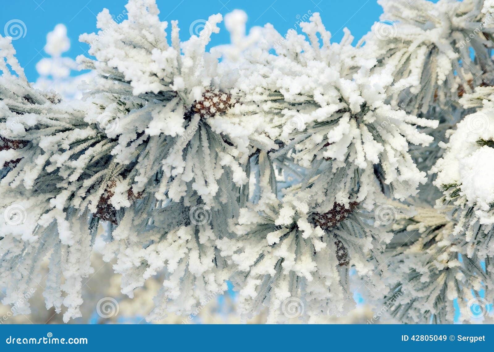 Ramoscelli Del Pino Innevati Immagine Stock - Immagine di foresta, pino ...