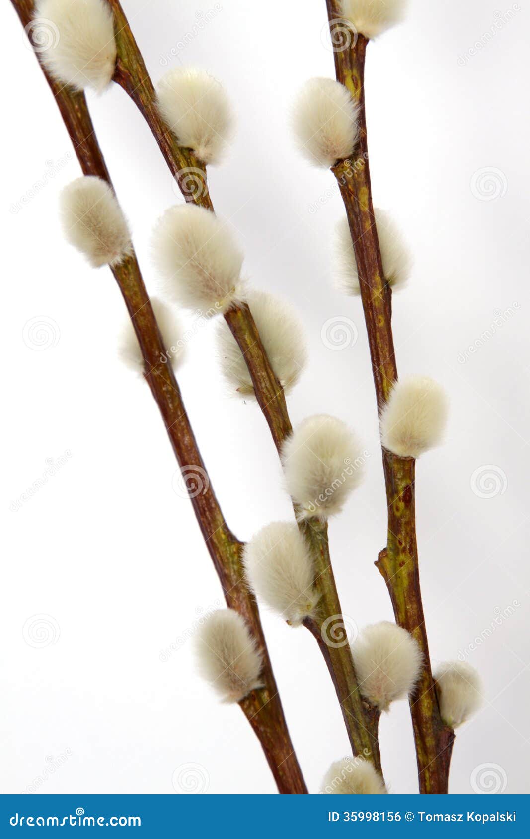 Ramoscelli del salice fotografia stock. Immagine di fioritura - 35998156