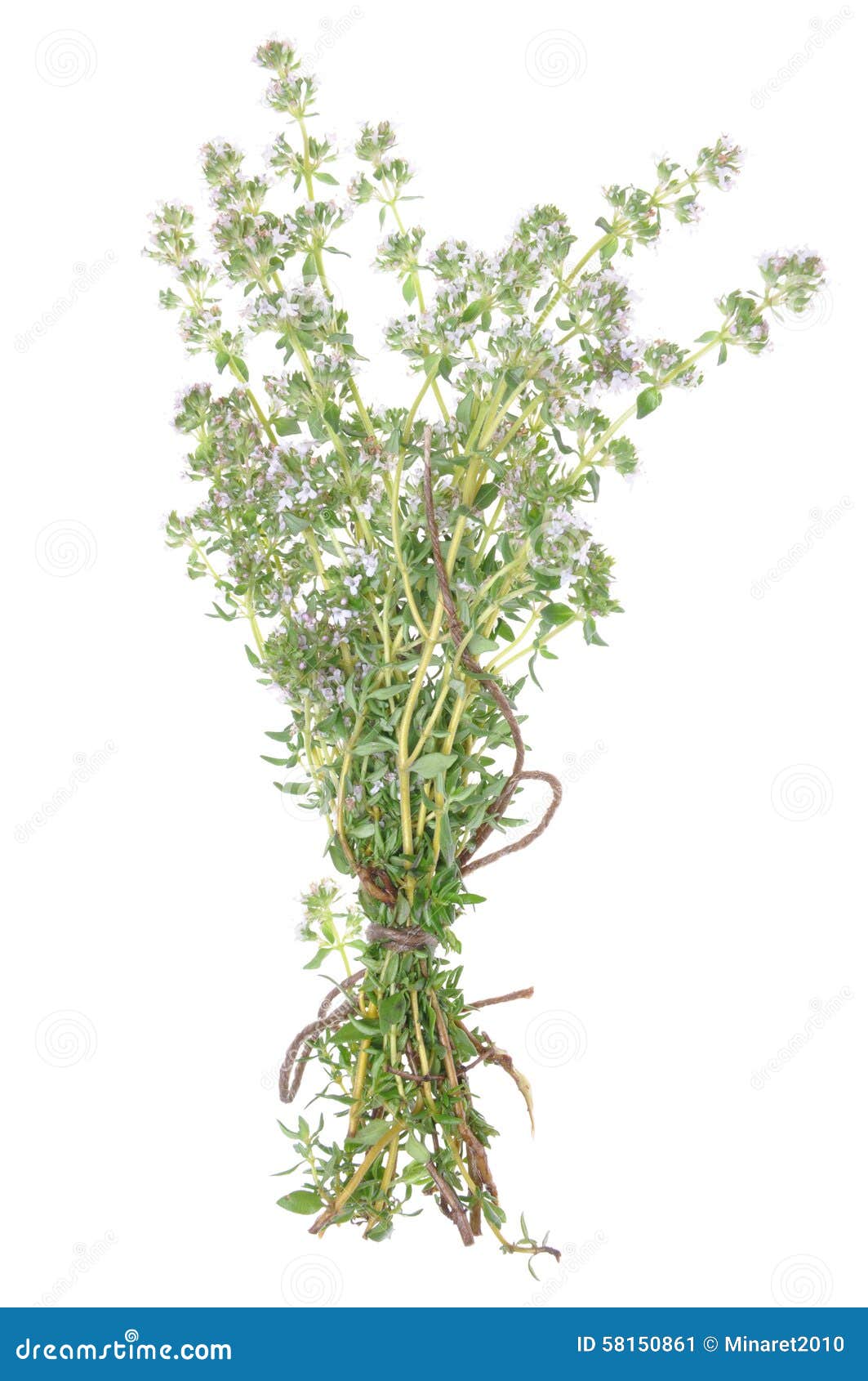 Ramoscelli Del Timo Dell'erba Immagine Stock - Immagine di aromaterapia ...