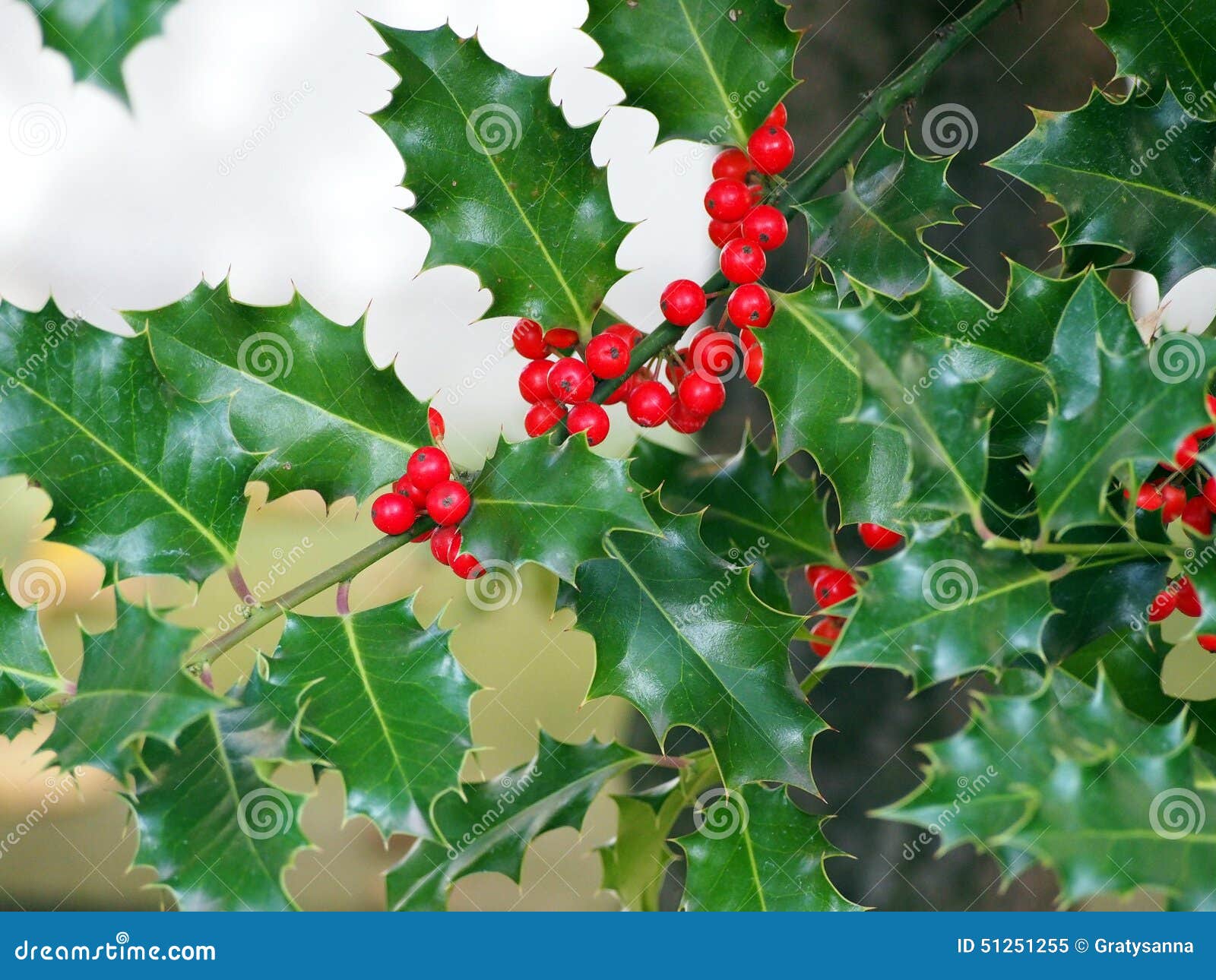 Ramoscelli Dell'agrifoglio Con Le Bacche Immagine Stock - Immagine di ...