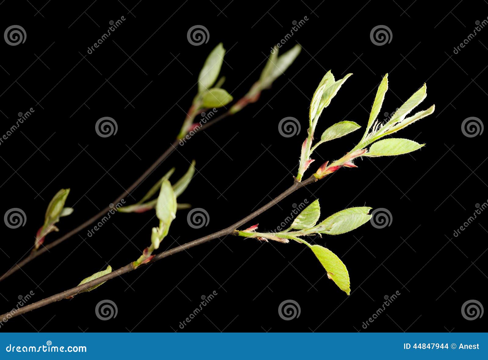 Ramoscelli Dell'albero in Primavera Fotografia Stock - Immagine di ...