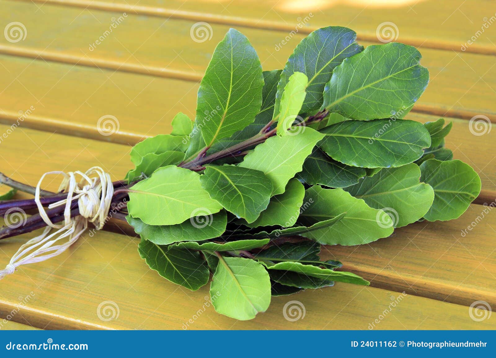 Ramoscelli dell'alloro fotografia stock. Immagine di culinario - 24011162