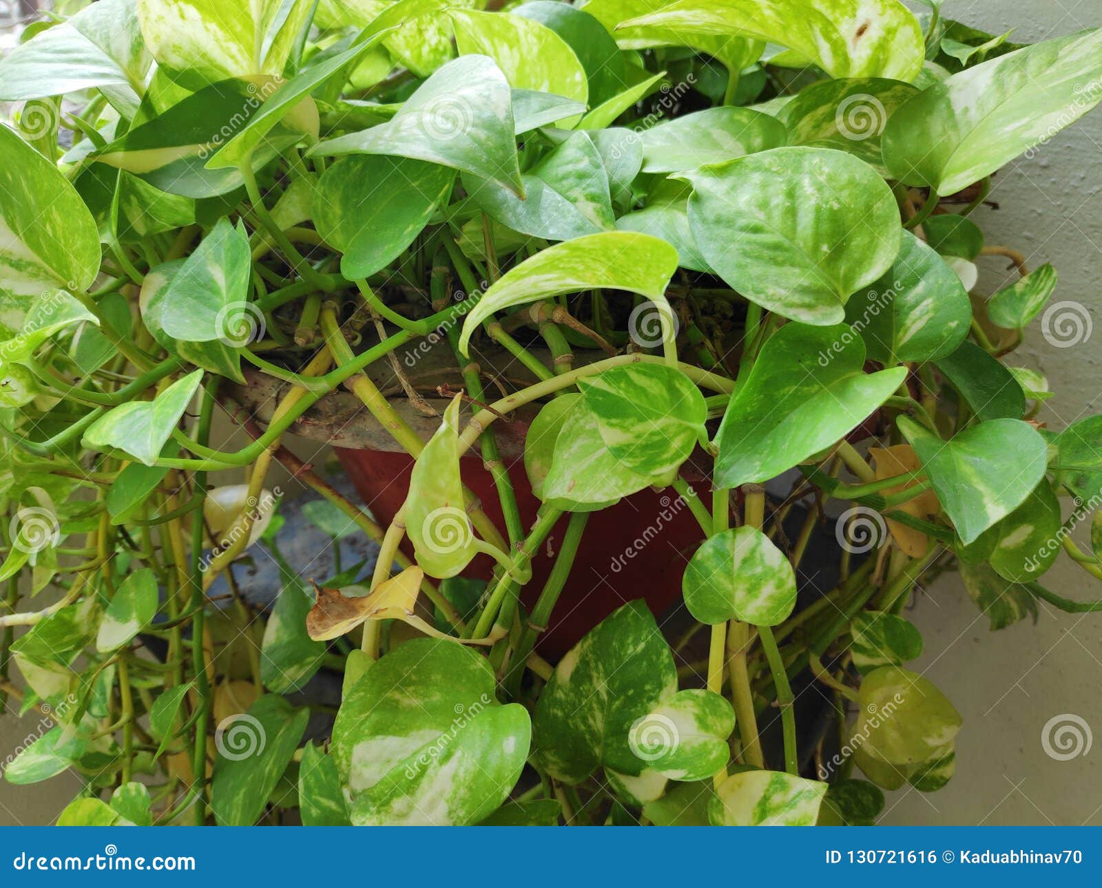 Ramoscelli Della Pianta Di Soldi Fotografia Stock - Immagine di ...