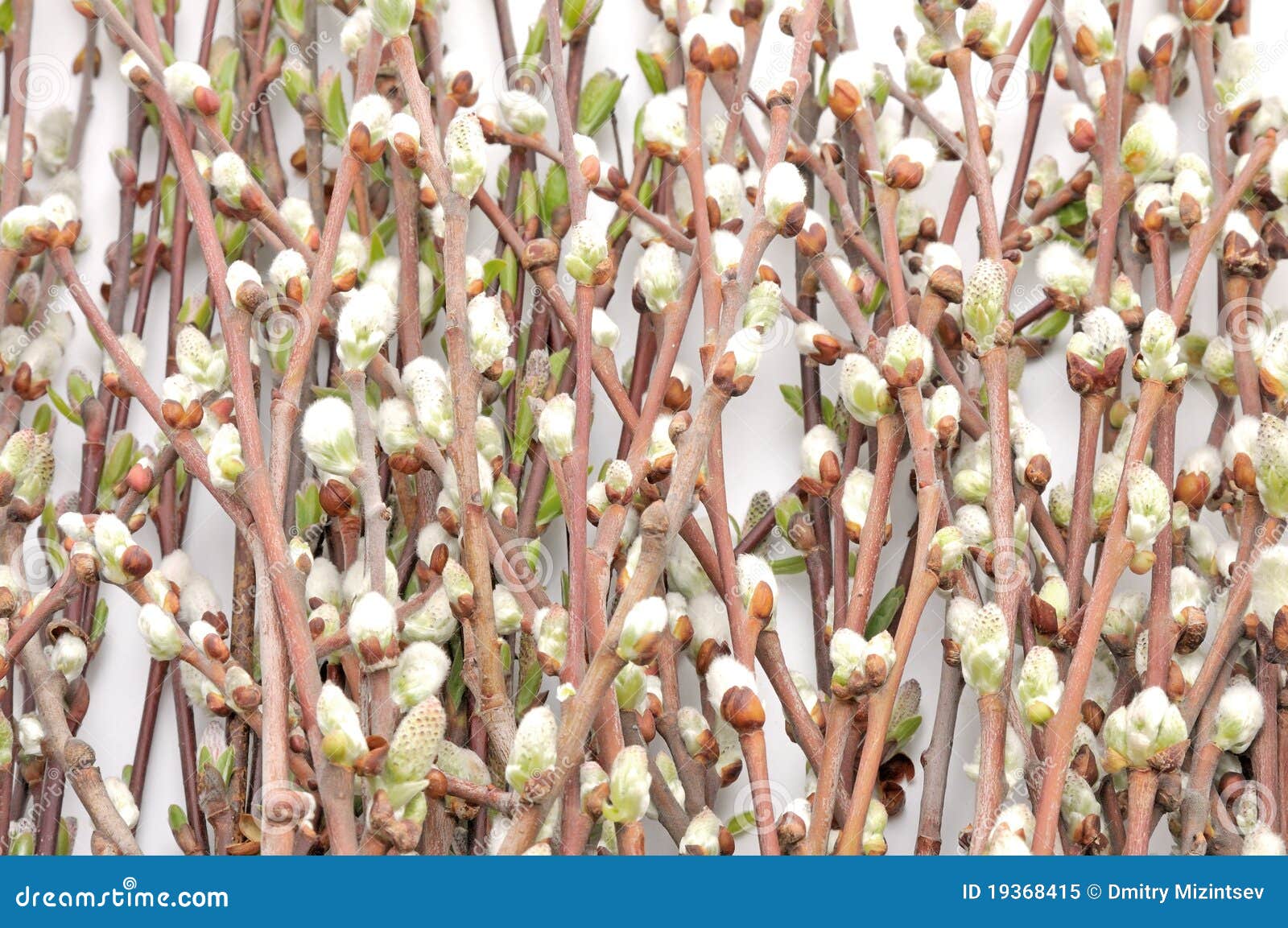 Ramoscelli della sorgente. immagine stock. Immagine di decorazione ...