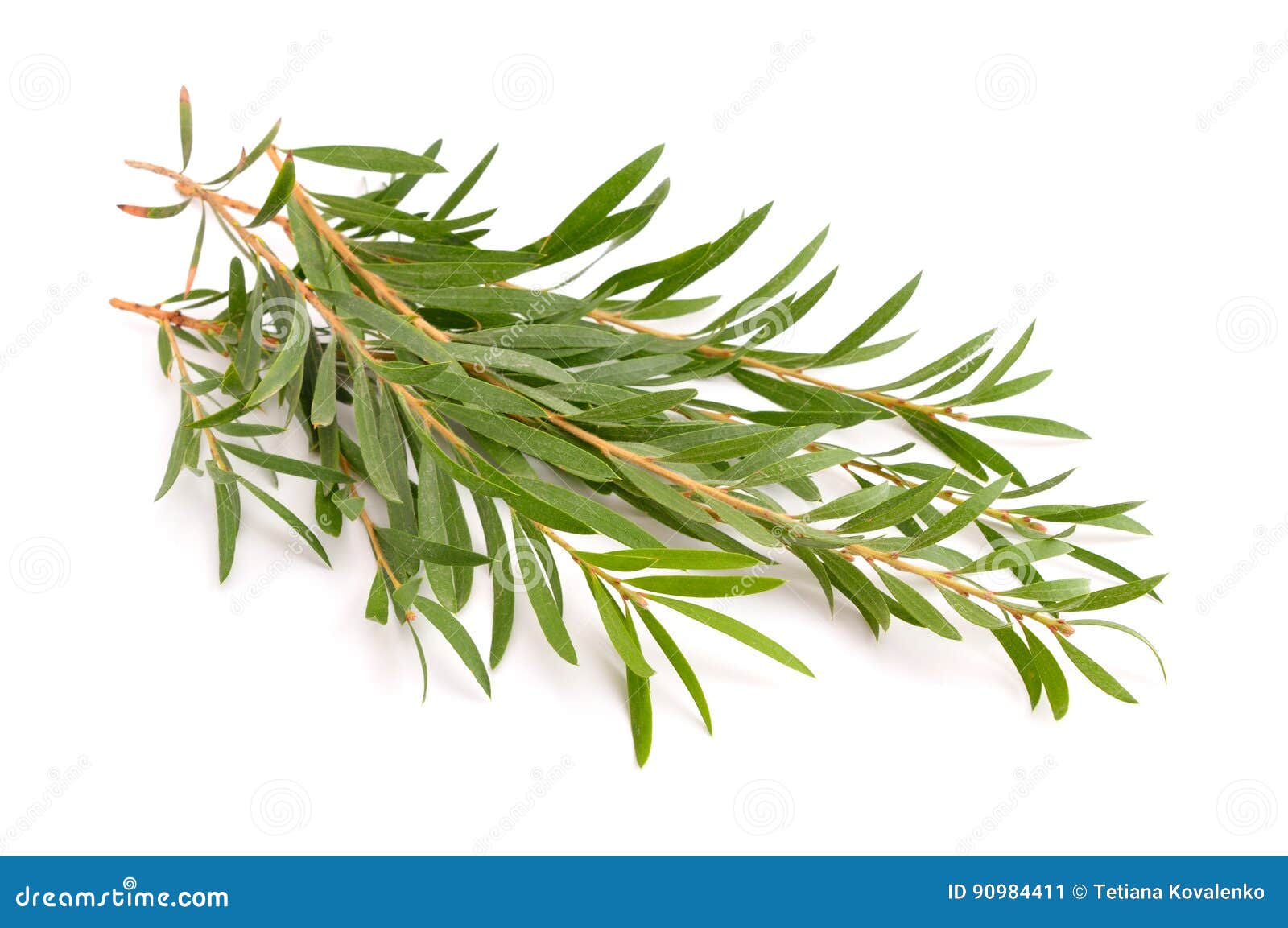 Ramoscelli di Melaleuca immagine stock. Immagine di albero - 90984411