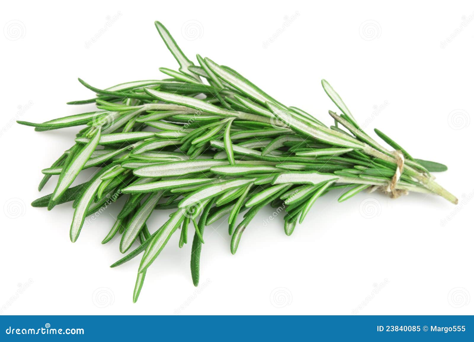 Ramoscelli di rosmarino immagine stock. Immagine di frondeggia - 23840085