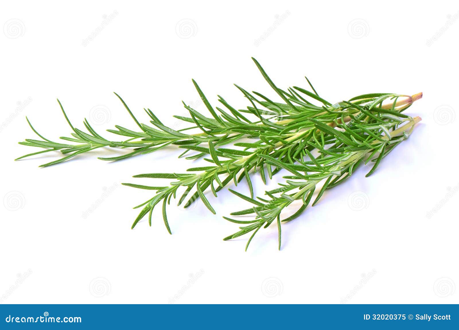 Ramoscelli Freschi Dei Rosmarini Immagine Stock - Immagine di culinario ...