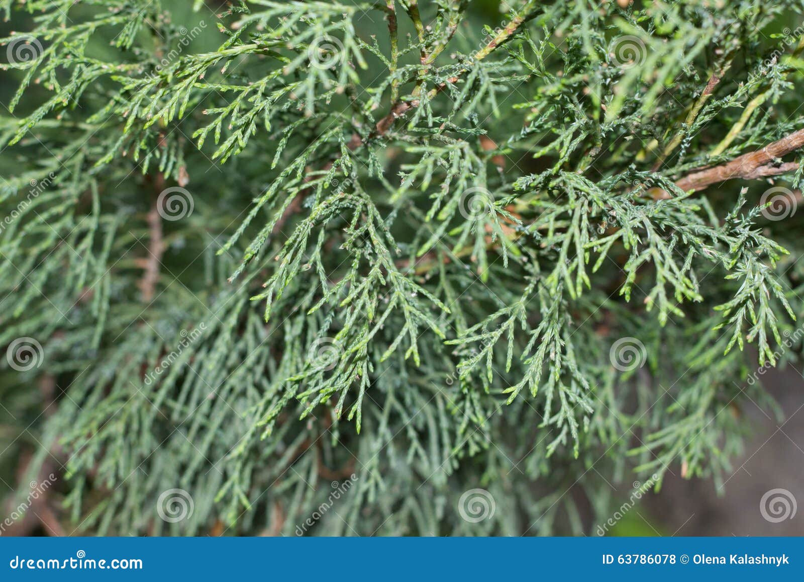 Ramoscelli Minuscoli Della Macro Dell'abete Fotografia Stock - Immagine ...