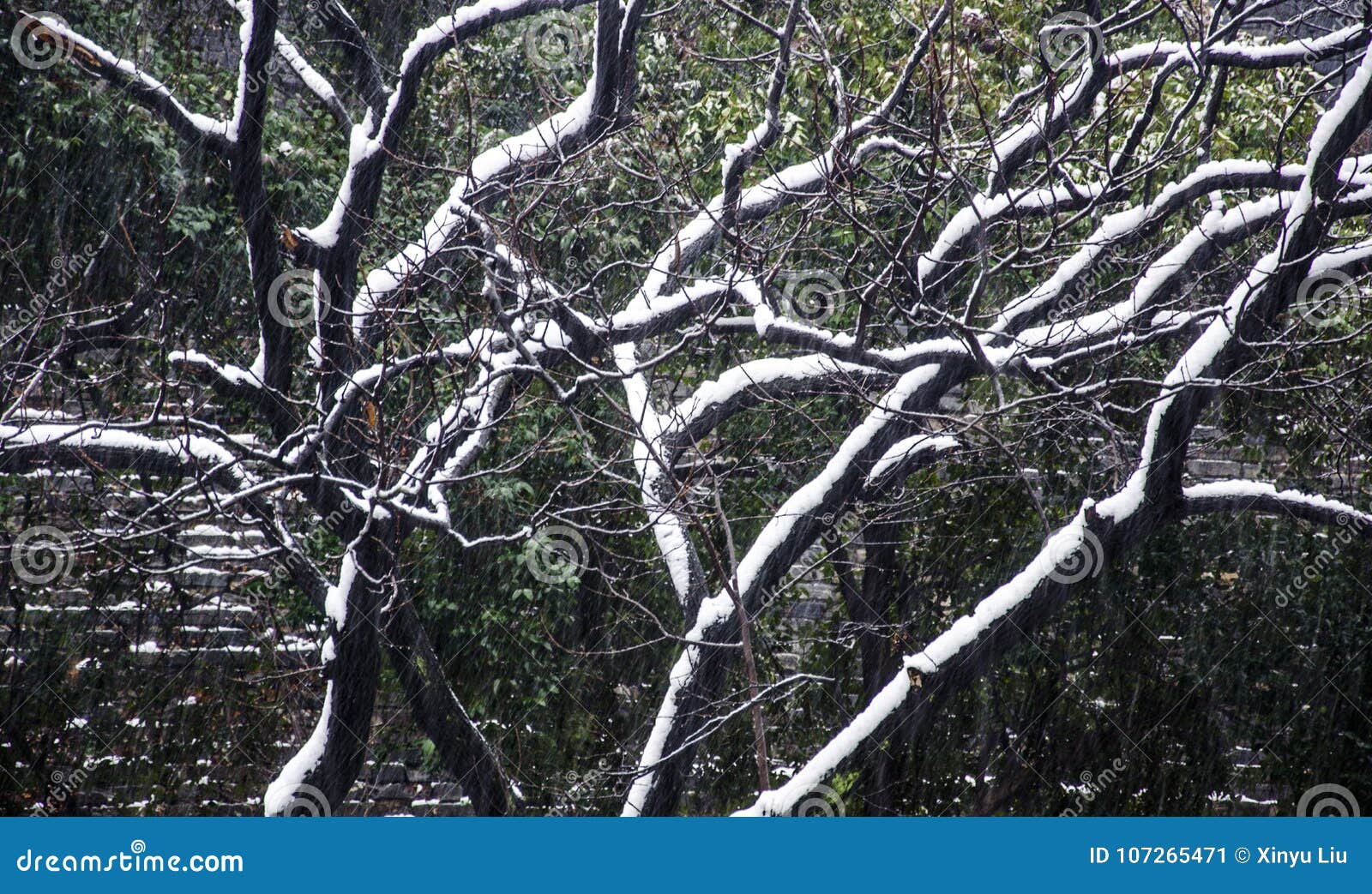 Ramoscelli in Una Bufera Di Neve Immagine Stock - Immagine di foresta ...