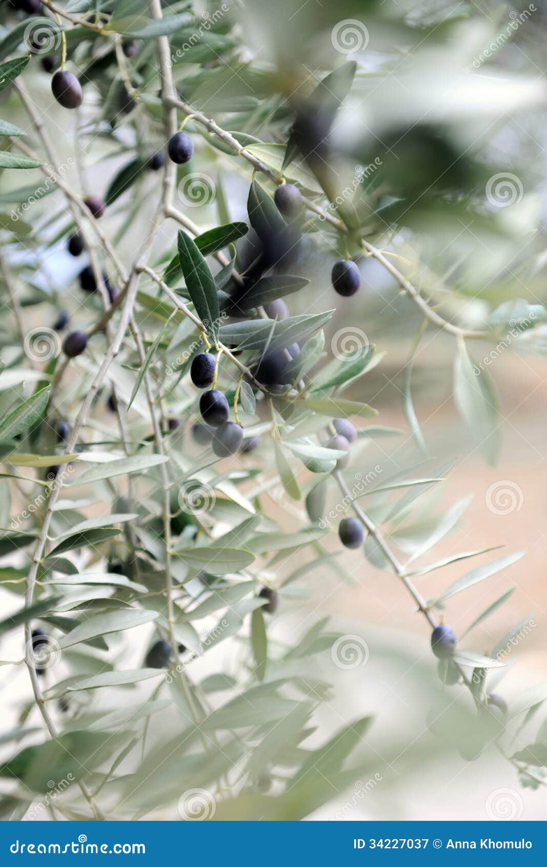 Ramoscelli verde oliva immagine stock. Immagine di sfondo - 34227037