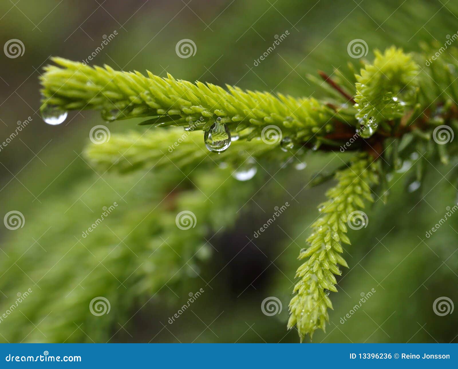 Ramoscello fotografia stock. Immagine di struttura, spruzzo - 13396236