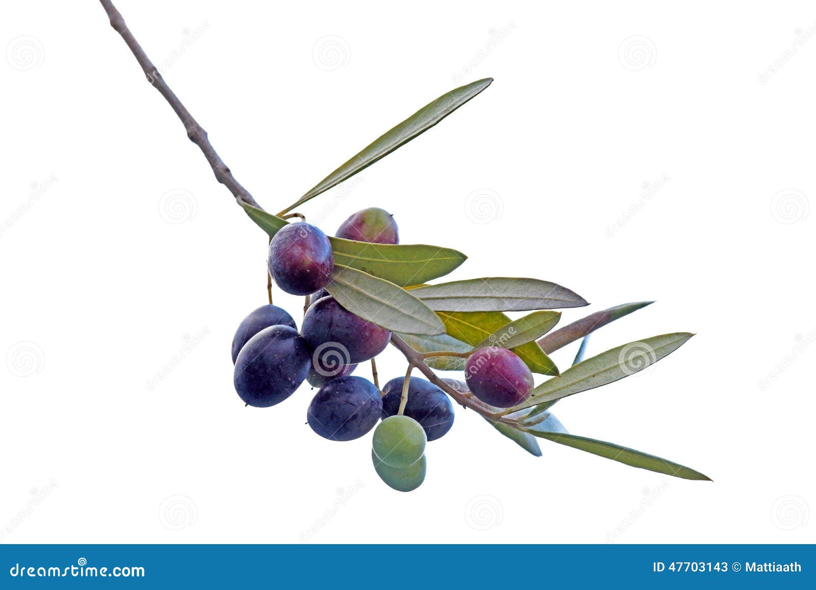 Ramoscello Con Le Olive Nere Isolate Su Fondo Bianco Immagine Stock ...