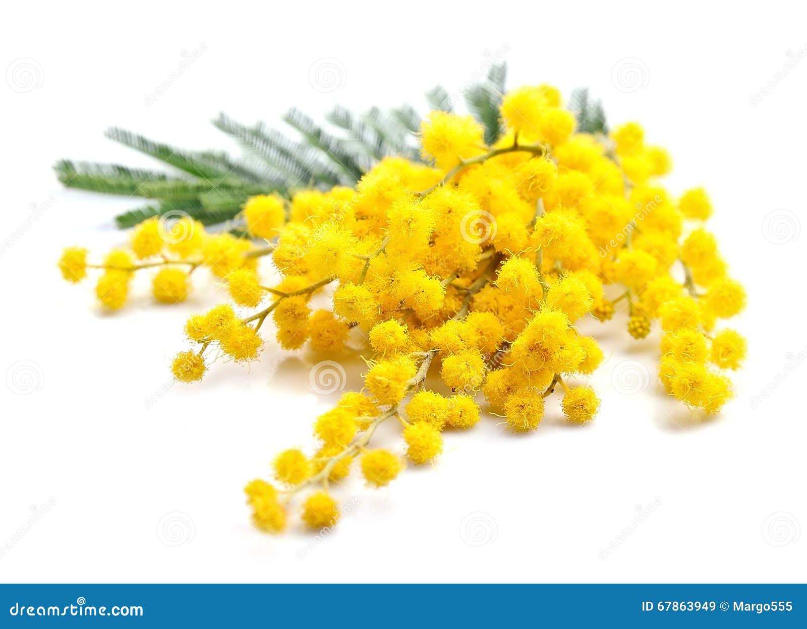 Ramoscello Dei Fiori Delle Mimose Immagine Stock - Immagine di fiore ...