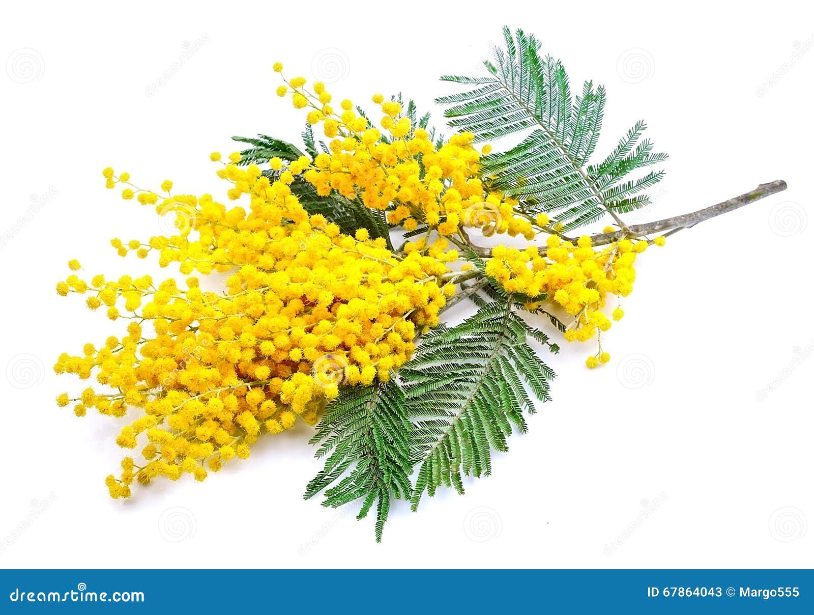 Ramoscello Dei Fiori Delle Mimose Immagine Stock - Immagine di sfondo ...