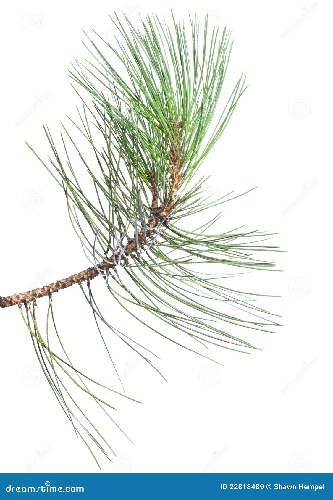 Ramoscello del pino immagine stock. Immagine di sempreverde - 22818489