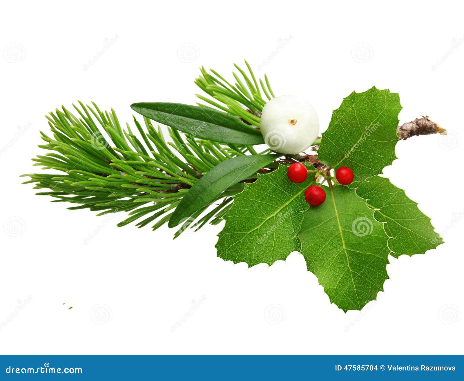 Ramoscello Del Vischio E Ramo Di Albero Dell'abete Fotografia Stock ...