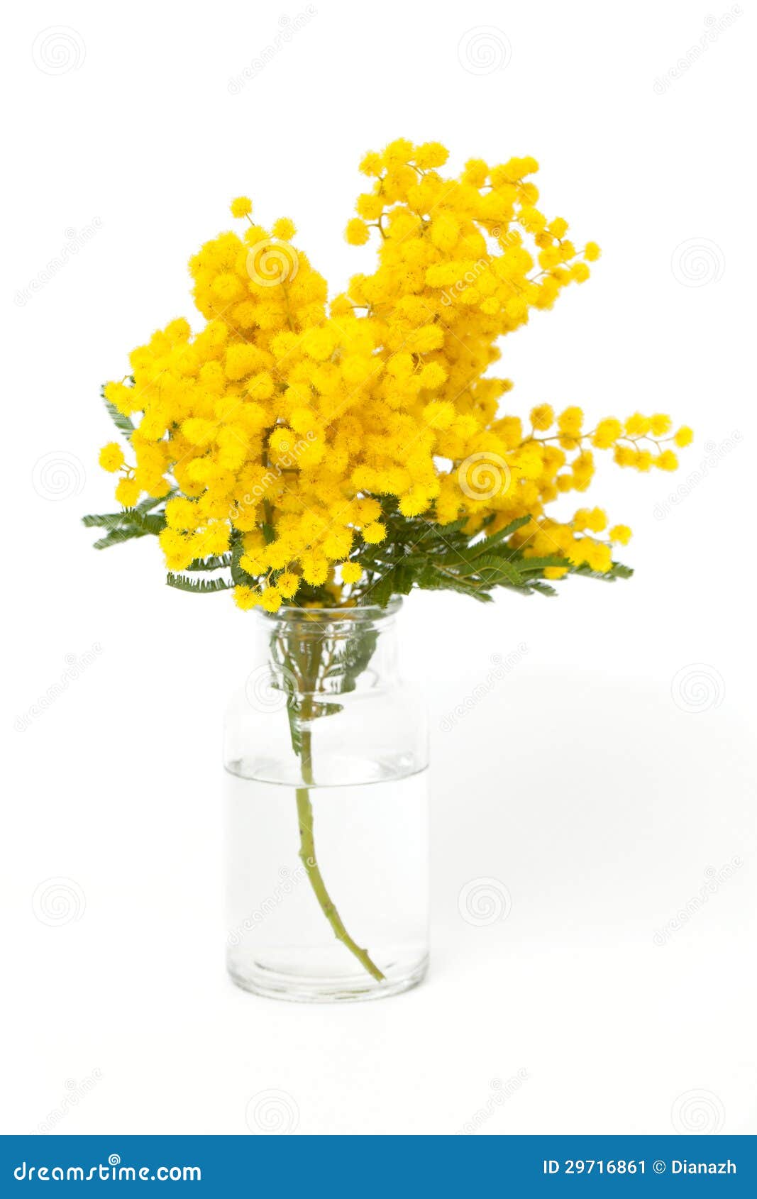 Ramoscello Della Mimosa in Vaso Immagine Stock - Immagine di presto ...