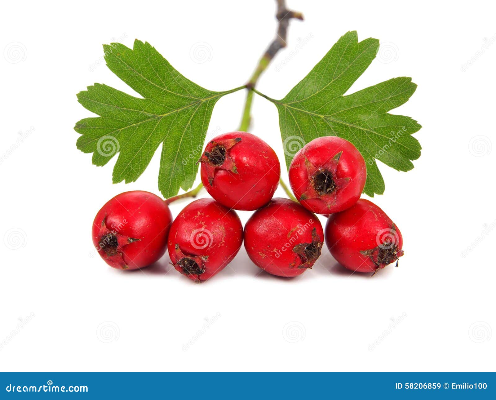 Ramoscello Delle Bacche Del Cratego Immagine Stock - Immagine di ...