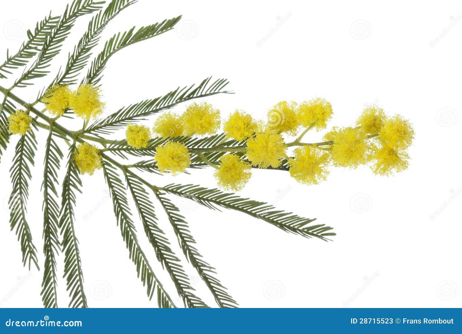 Ramoscello delle mimose immagine stock. Immagine di verticale - 28715523