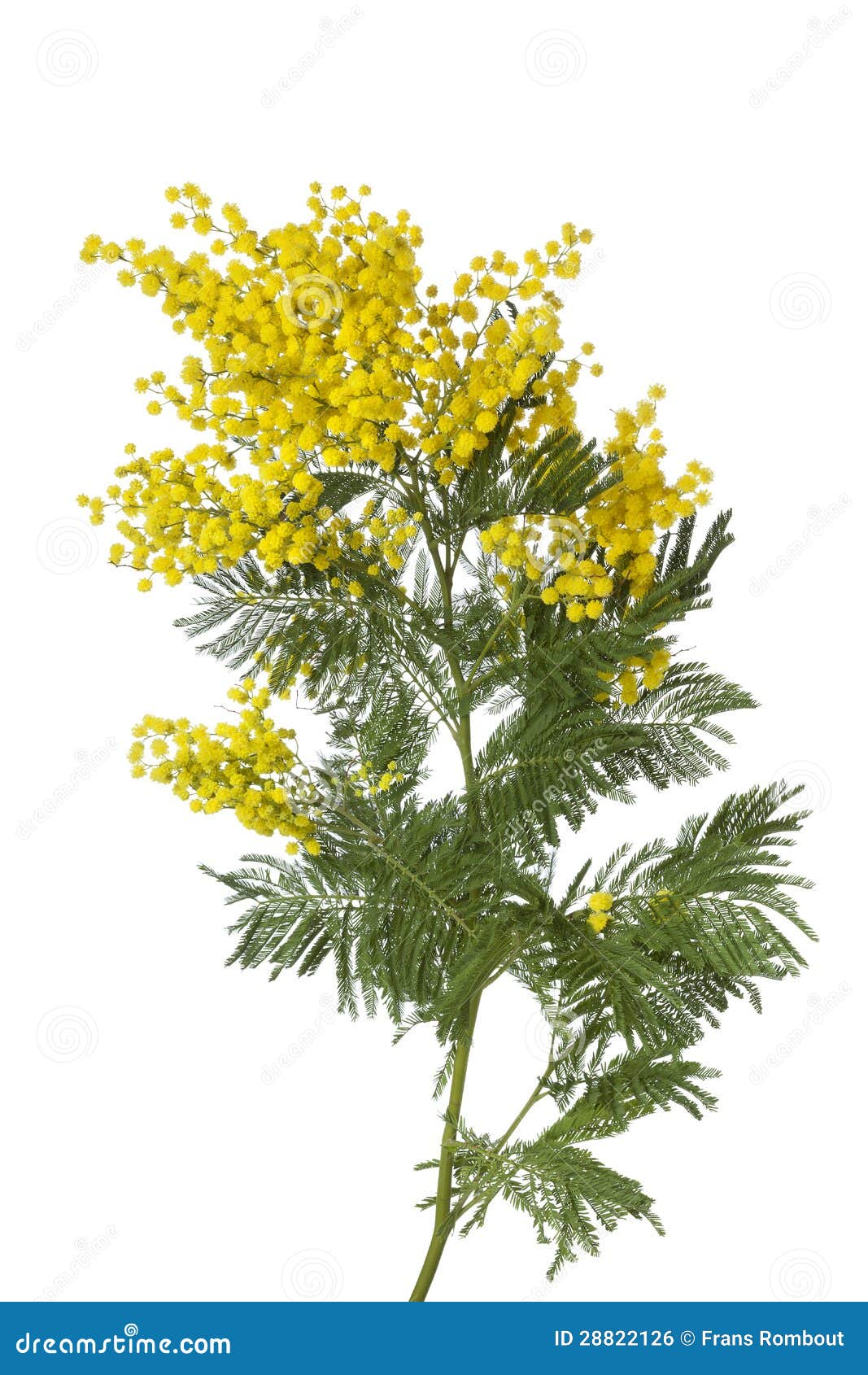 Ramoscello delle mimose fotografia stock. Immagine di bianco - 28822126