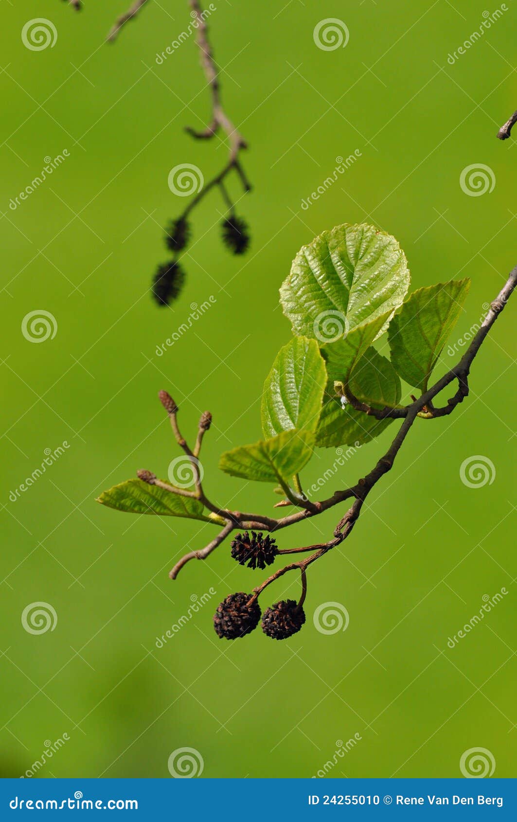 Ramoscello Nero Dell'ontano Fotografia Stock - Immagine di nave, cono ...