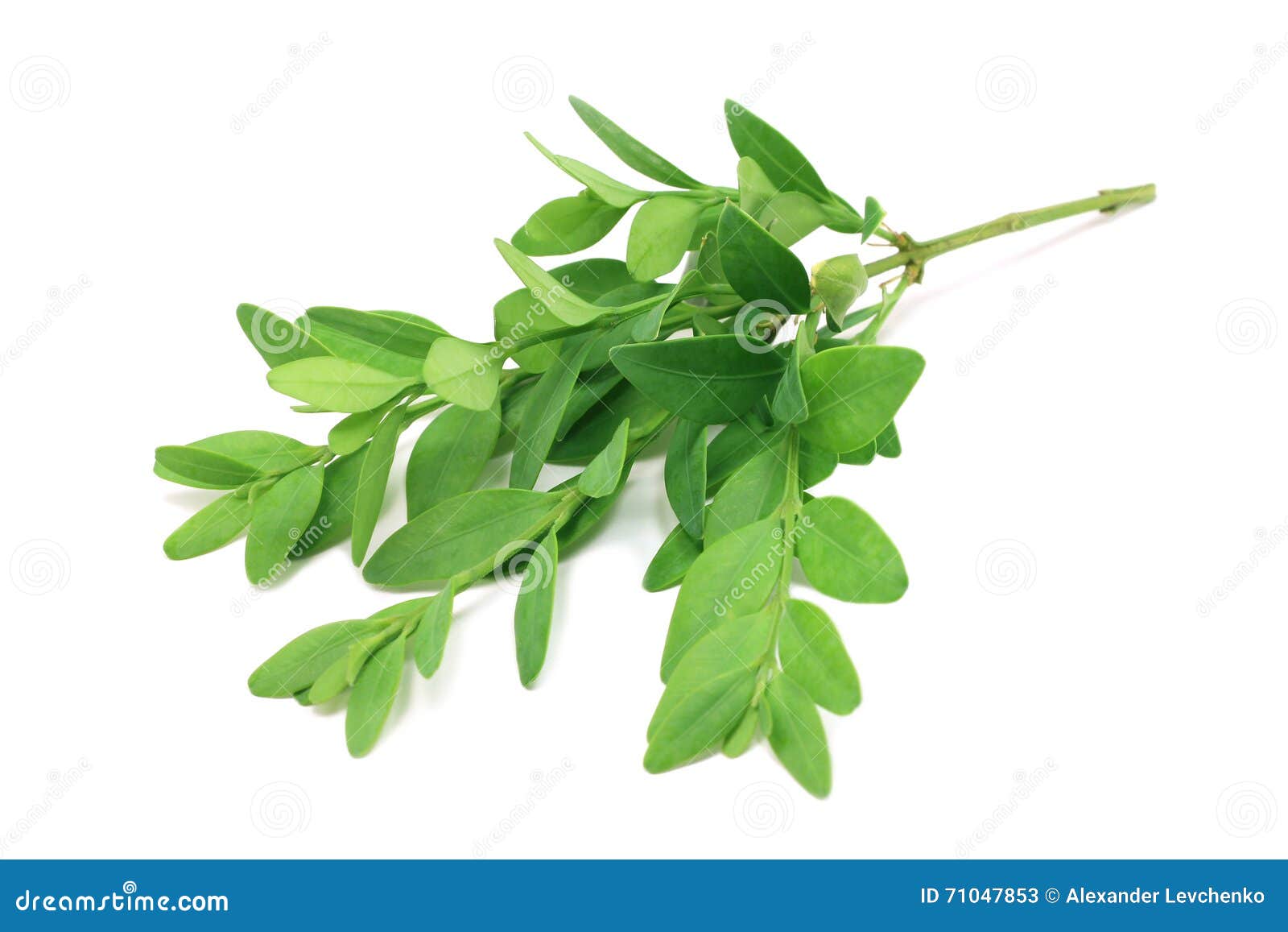 Ramoscello Sempreverde Del Legno Di Bosso Immagine Stock - Immagine di ...