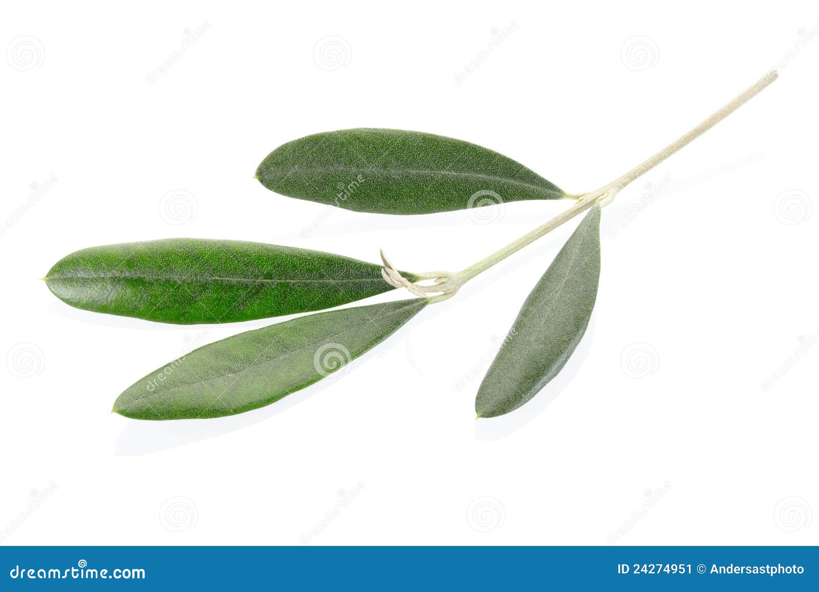 Ramoscello verde oliva immagine stock. Immagine di agricoltura - 24274951