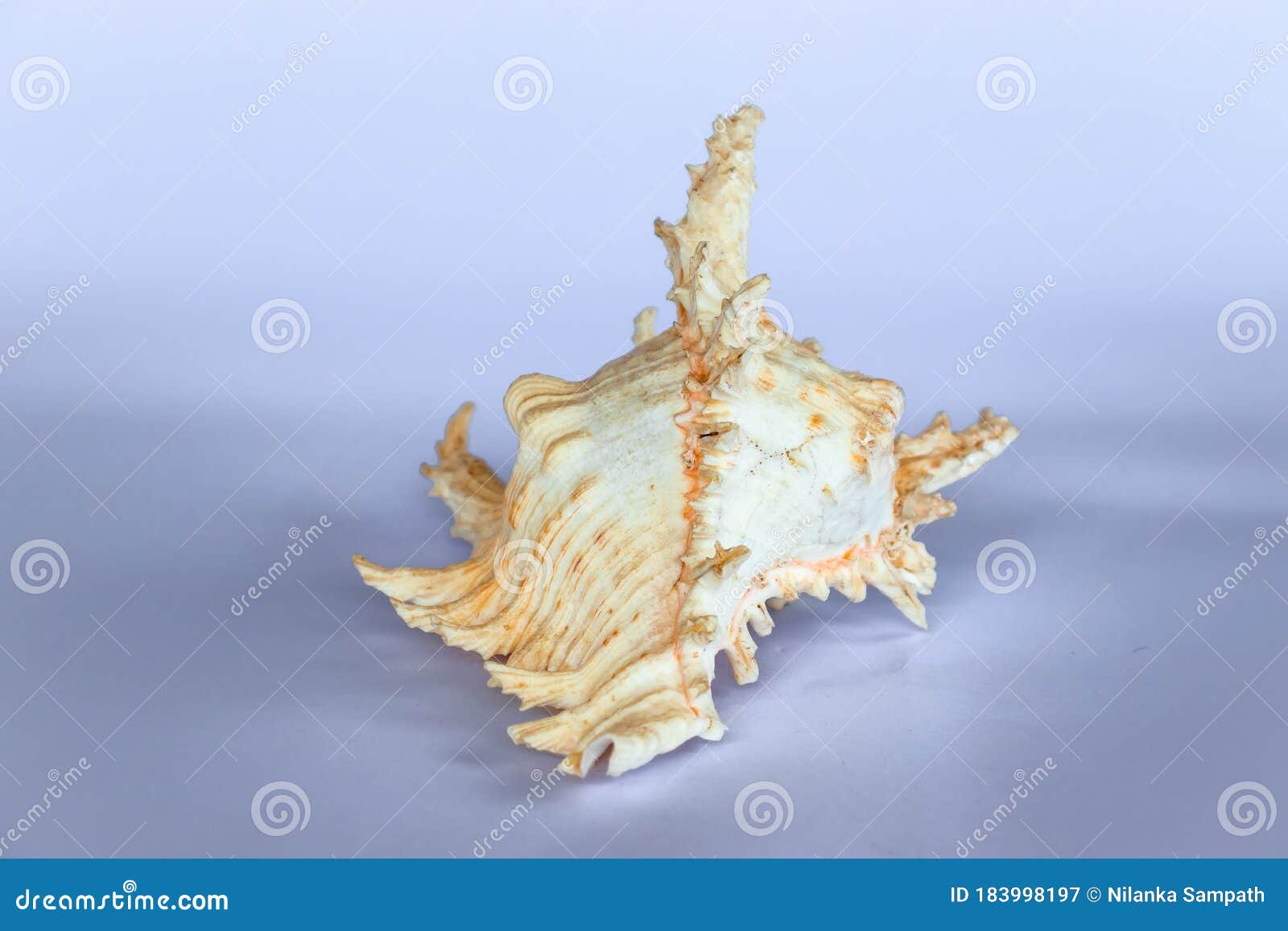 Ramose Murex Shells For Sale On The Beach Market. Chicoreus Ramosus ...