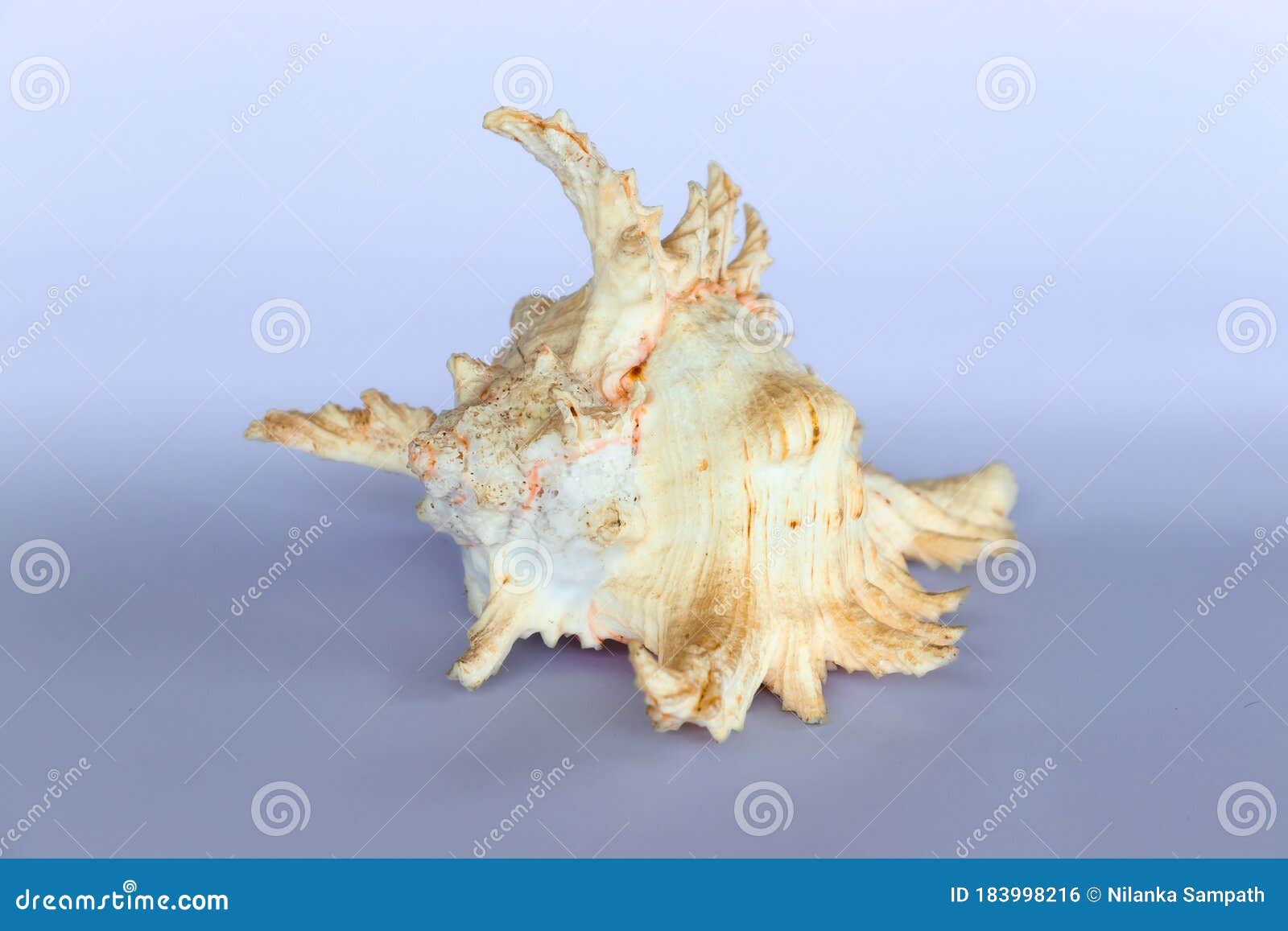 Ramose Murex Shells For Sale On The Beach Market. Chicoreus Ramosus ...