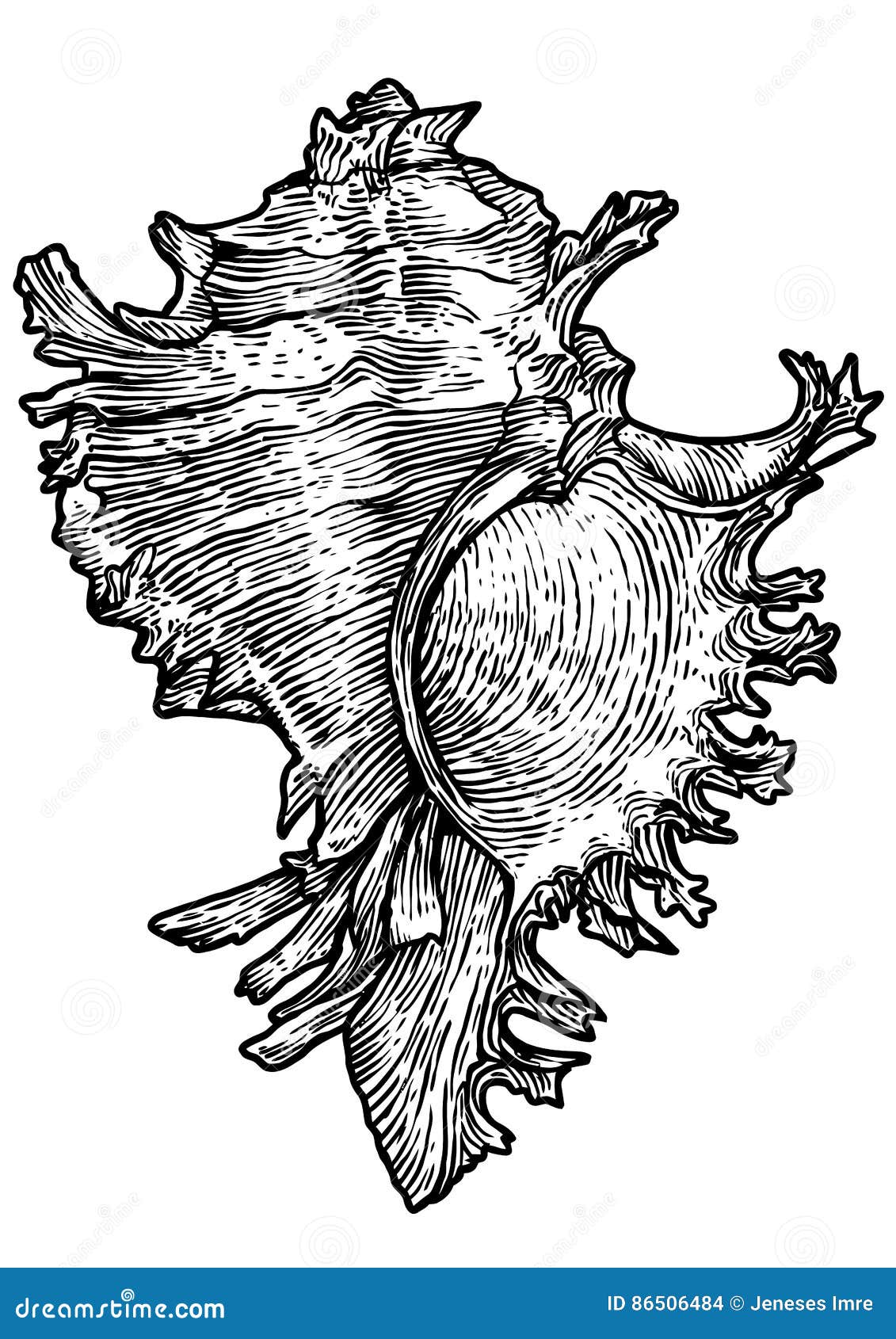 Ramose Murex Shell Illustration, Drawing, Engraving, Ink, Realistic ...