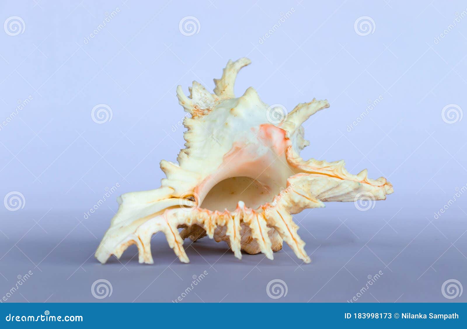 Ramose Murex Shell Upside Down View on a Neutral Background Stock Image ...