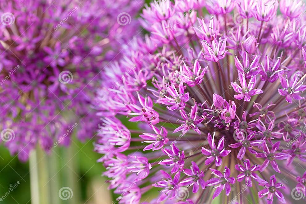 Ramp Closeup stock photo. Image of ramp, open, garden - 16691186