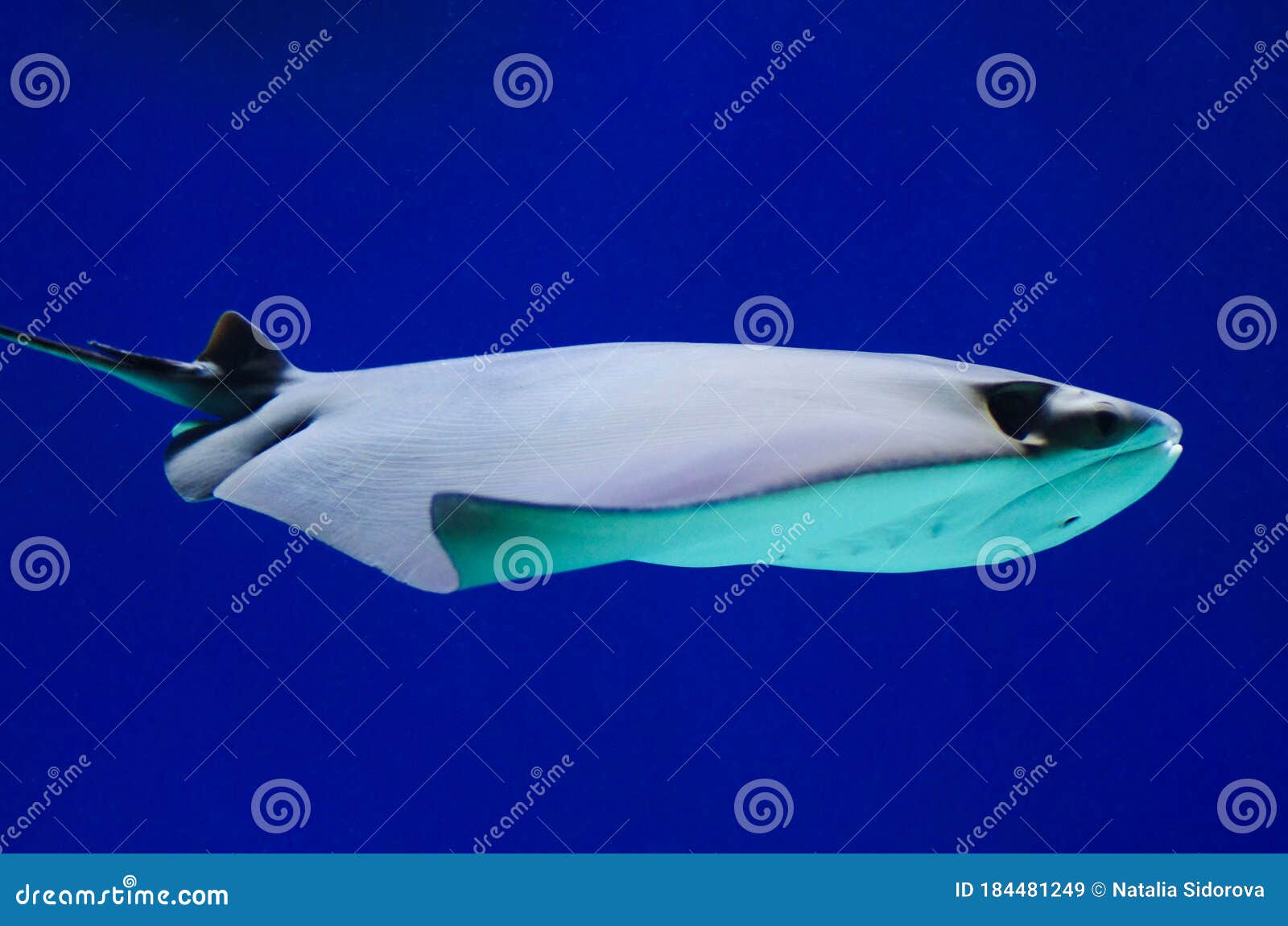 Ramp fish in the water stock image. Image of fish, batoidea - 184481249