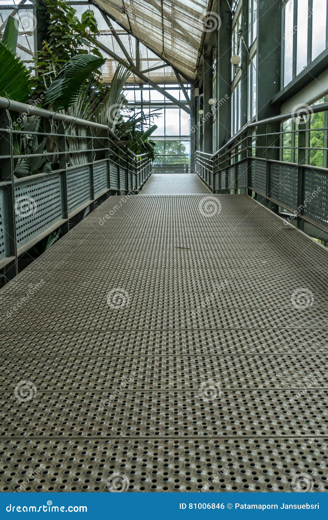 Ramp in green house plants stock photo. Image of physical - 81006846