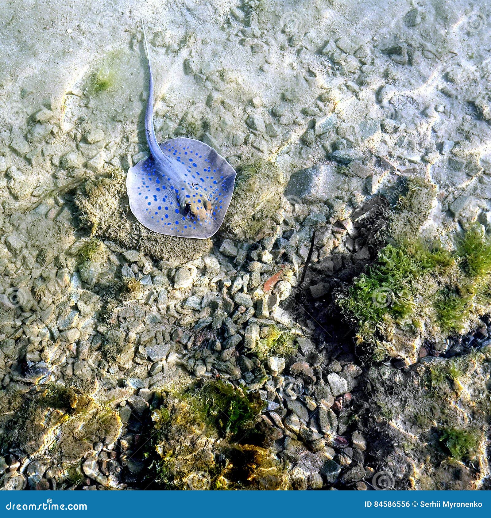 Ramp from red sea stock photo. Image of coral, isolated - 84586556
