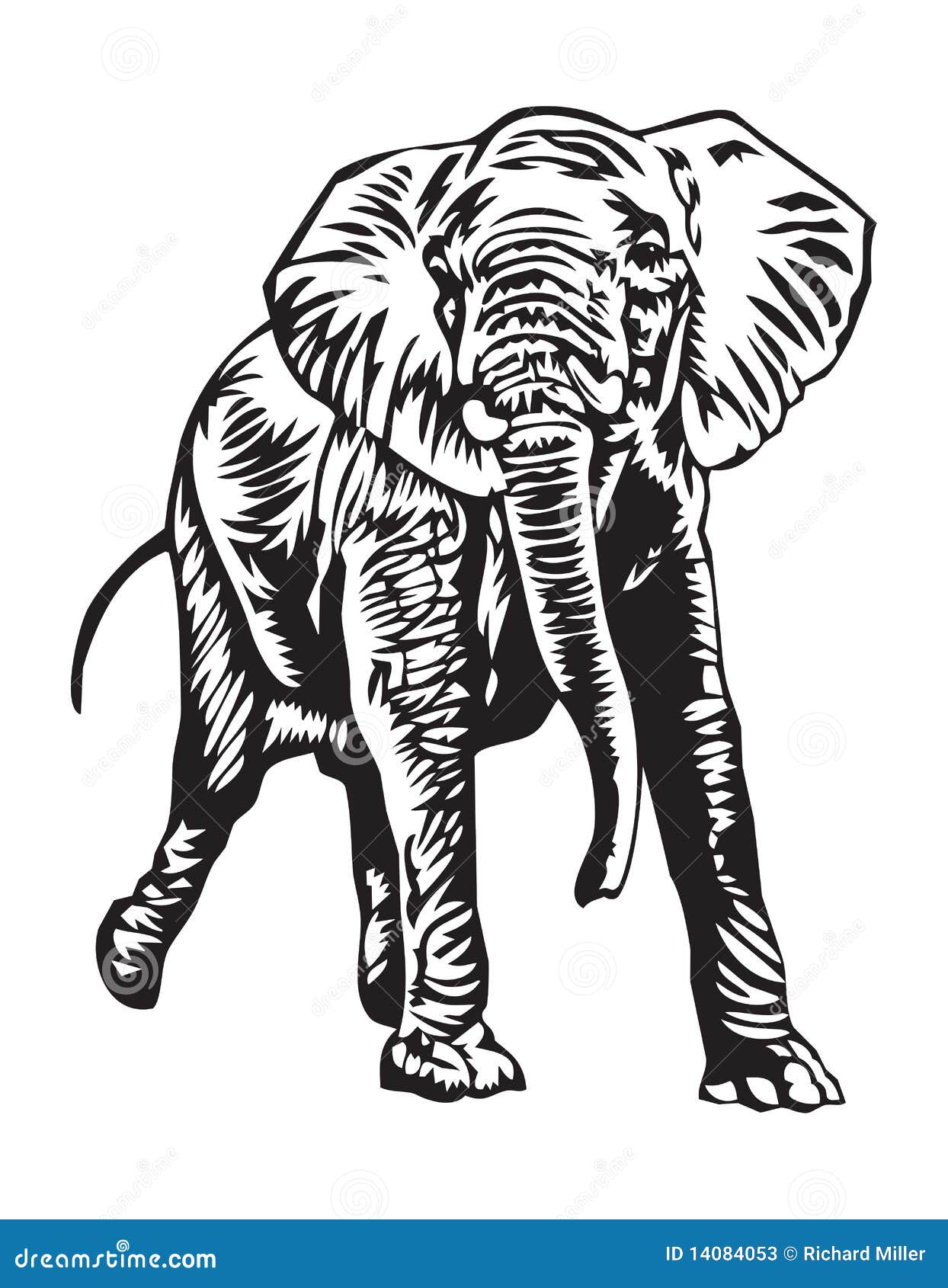 Rampaging elephant stock vector. Illustration of wilderness - 14084053